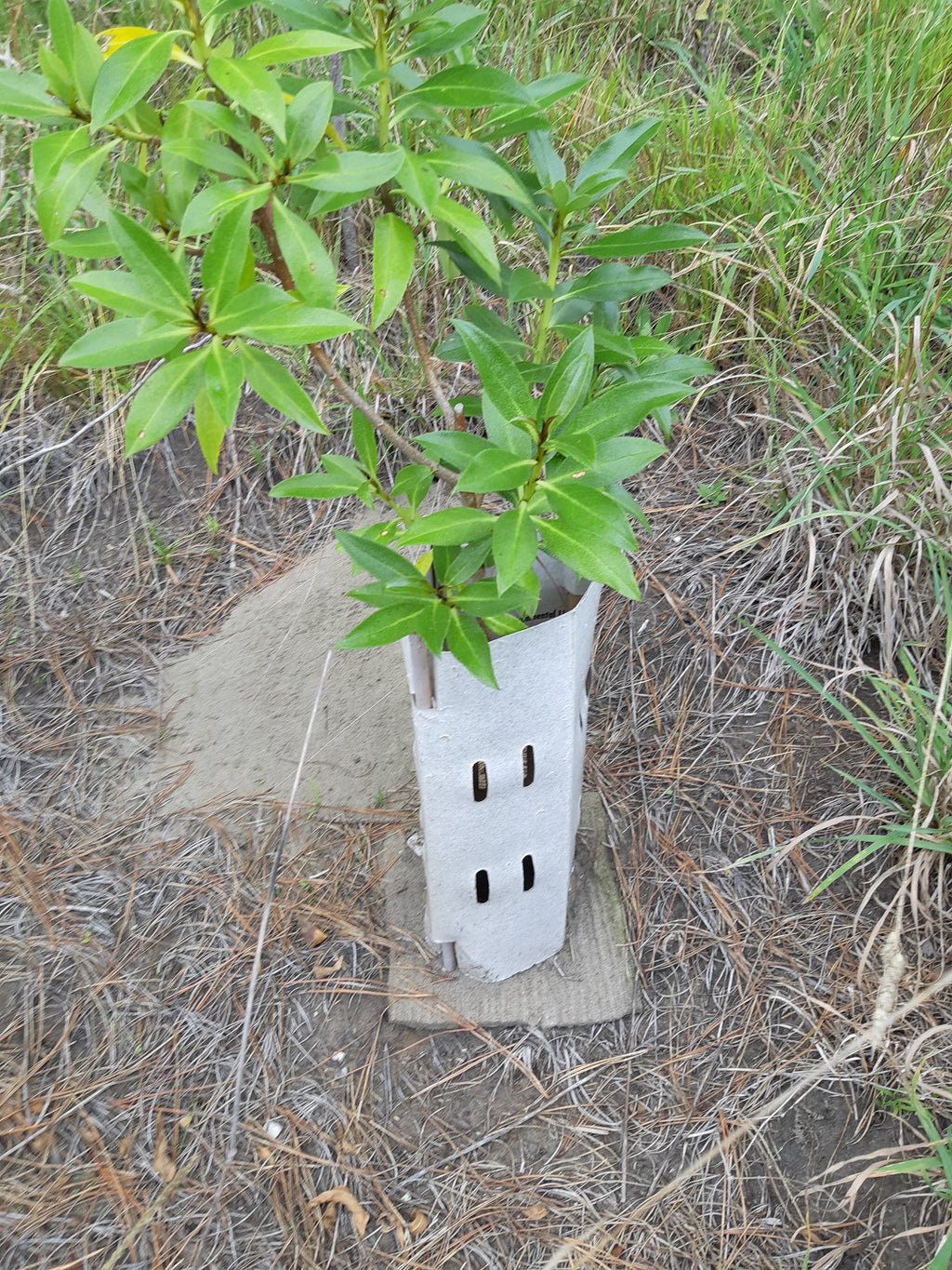 Ecoshield Plant Guards Set – Landscape and Grower Supplies Ltd